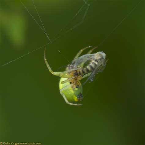 Postcards From Sussex Cucumber Spider And A Fox