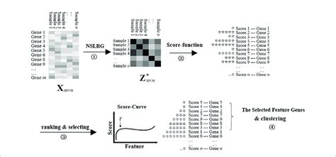 framework of nslrg s for clustering gene expression data download scientific diagram