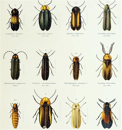 The Lampyridae Bring A Glow To Our Librarywonderland Commonly Called Fireflies Or Lightning