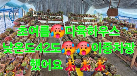 24년6월17일월요일다육하우스초여름앗뜨앗뜨🥵비닐하우스이중차광막😂설치👍해주었어요💖💖💖🍓🍓🍓🙆‍♀️🙆‍♀️🙆‍♀️