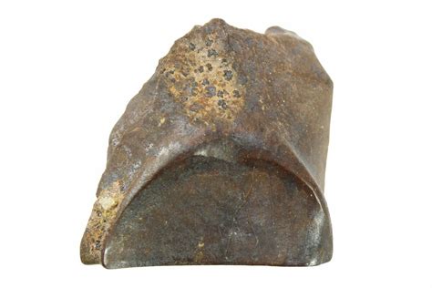 42 Fossil Dinosaur Leptoceratops Shed Tooth Wyoming 289115 For Sale