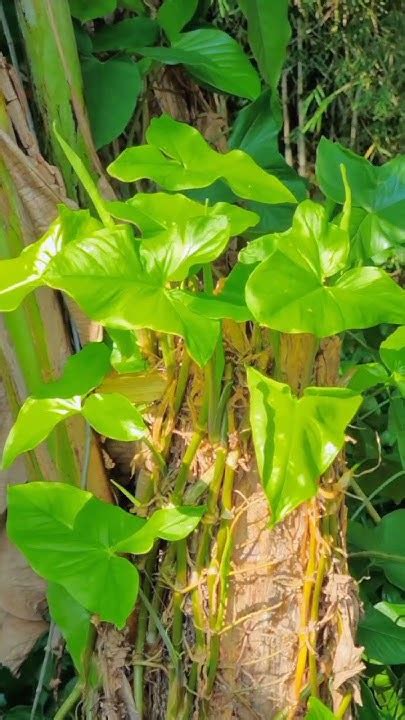 cinematik alam hd jernih mentahanvideo overlay3d liriklagu