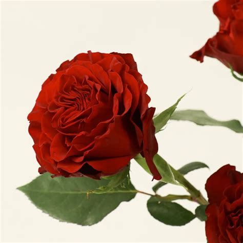 하트 장미 꽃말과 특징 Rose Hearts 꽃도감