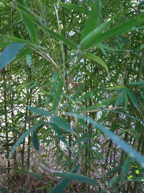 笹竹 きままな時間