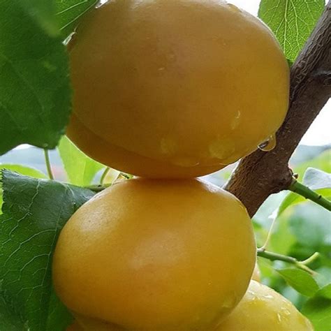 살구나무 하코트초하b360 유실수 향수묘목농원