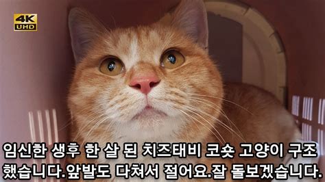 임신한 생후 한 살 된 치즈태비 코숏 고양이 구조했습니다 앞발도 다쳐서 절어요 잘 돌보겠습니다 Youtube