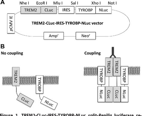 Figure 1 From A Split Luciferase Complementation Real Time Reporting