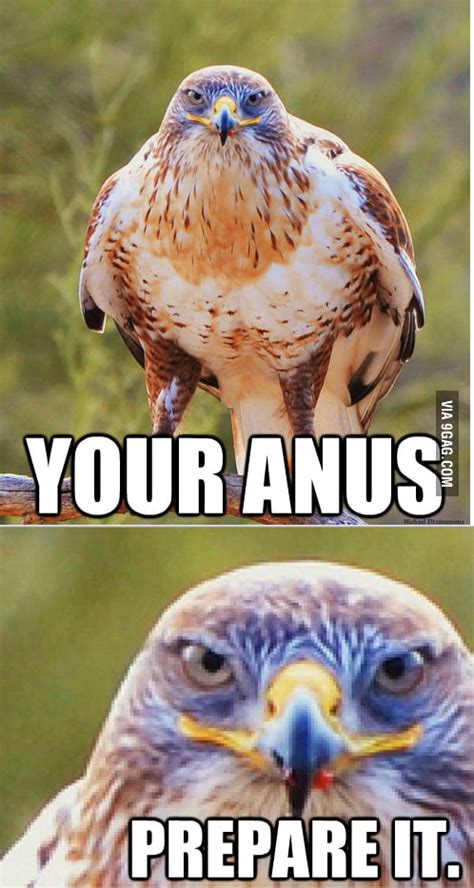 Bite The Pillow I M Going In Dry 9GAG