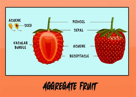 False Fruit Examples Definition At Janis Clayson Blog