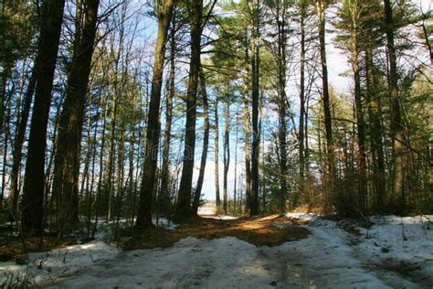 Sendero En El Bosque Bosque Paisaje De Luz Asombrosa M Gico Con Nieve Foto De Archivo Imagen
