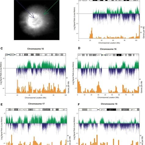 Intergenic Nuclear Scaffoldmatrix Attachment And Expression Sars And