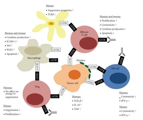 Consequences Of Signaling Via Gitr And Gitrl In Different Cell Types Download Scientific