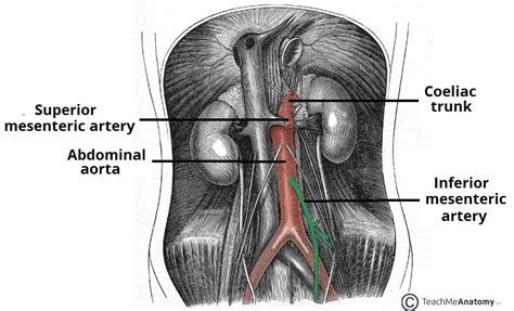 Vascular Anatomy Of The Mesentery Springerlink