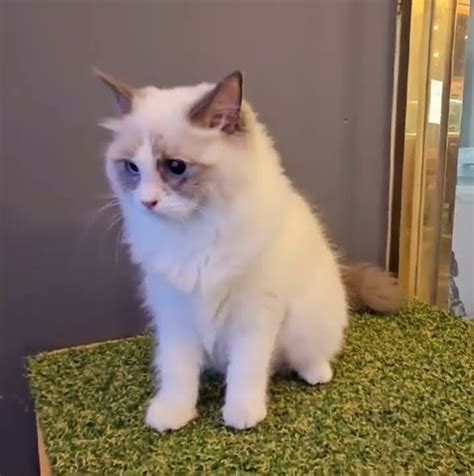 도그마루보호소 렉돌 마린 Youtube