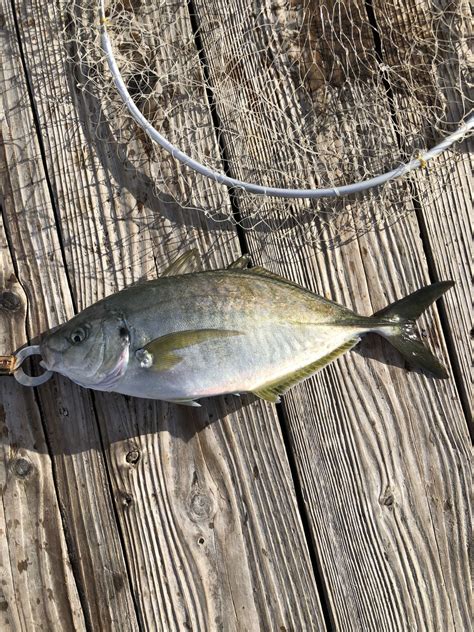 海上釣り堀岬さん 釣り具販売つり具のブンブン