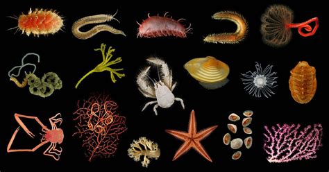 Nearly 500 Species Of Deep Sea Dwellers Documented At Costa Rican