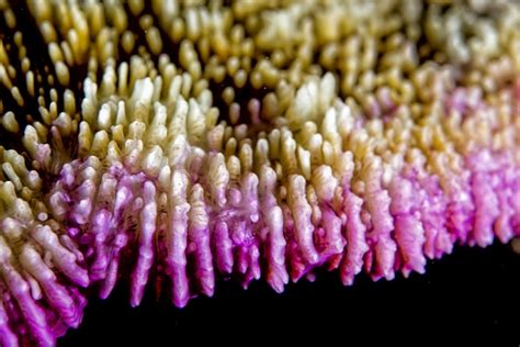 Premium Photo Hard Coral Macro