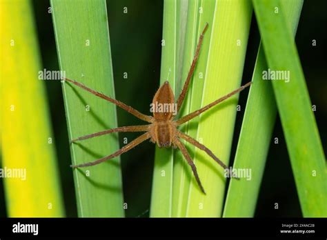 A Beautiful Curtuss Fish Eating Spider Nilus Curtus On Reeds Near A