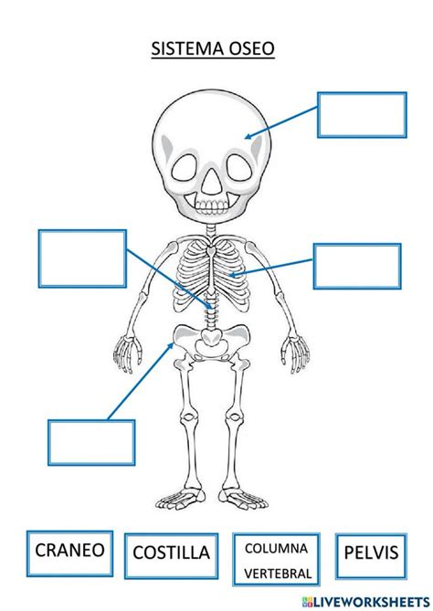 The Skeleton Is Labeled In Several Different Languages Including Words