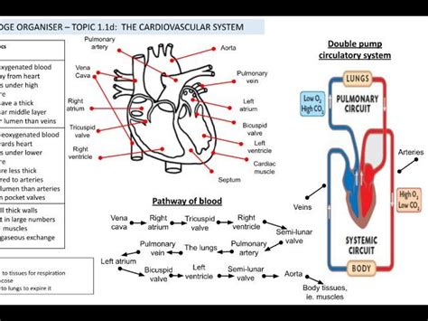 OCR GCSE PE Component 1 Knowledge Organisers Teaching Resources