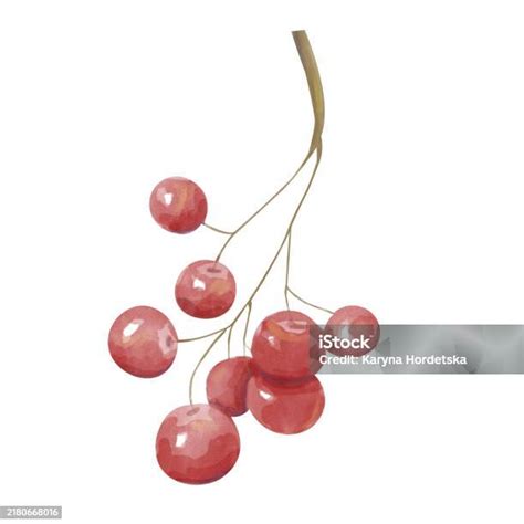 빨간 열매의 수채화 다발 겨울 방학의 속성 인쇄 및 웹을 위한 디지털 일러스트레이션 수채화에 대한 스톡 벡터 아트 및 기타 이미지 수채화 호랑가시나무 0명 Istock