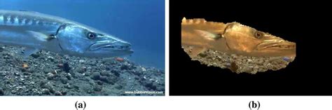 A Input Underwater Image B Result Of Automatic Grabcut Algorithm Download Scientific Diagram