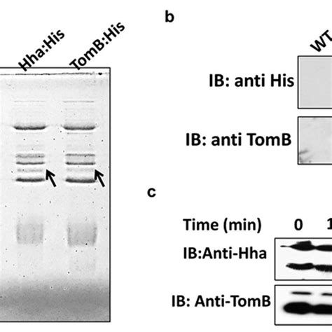 Solved Type Ii Toxin Antitoxin Structures Grouped According To The Download Table
