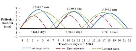 Representation Of The Follocular Dynamics Observed In Ewes With Three
