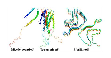 Exploring Structural Flexibility And Stability Of α Synuclein By The
