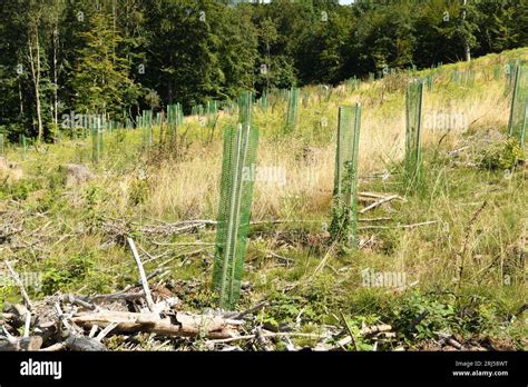 Woody Plants Are Propagated By Sowing Or By Vegetative Propagation