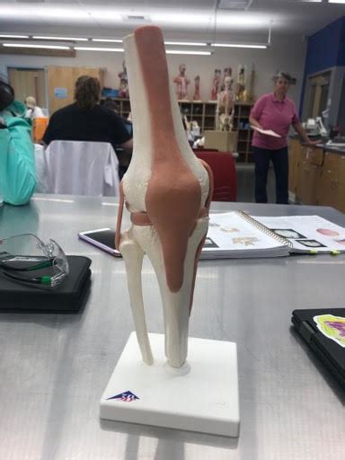 Bio 205 Lab Anterior Knee Diagram Quizlet