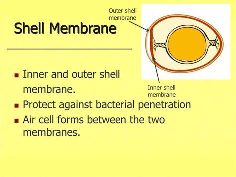 What Is Egg Shell Membrane At Keira Crampton Blog