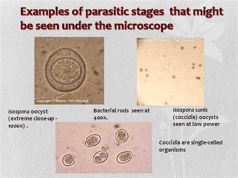 Concentration Methods Of Fecal Parasites Amal Almuhana 2012