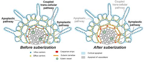 Suberin On Nutrient Stress