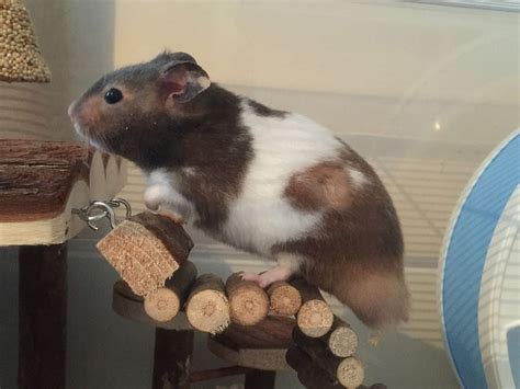 Hamstars Master Hamsters Hd Wallpaper Pxfuel