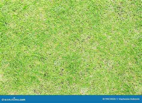 Green Grass Top View Natural Photo Texture Green Grass Field