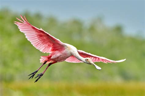 Events • Florida Wildlife Federation