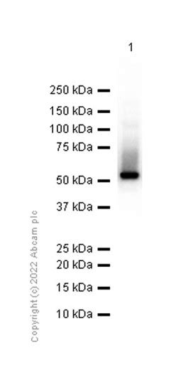 Anti Antithrombin Iiiatiii Antibody Ep5372 Bsa And Azide Free