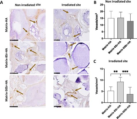Figure 1 From Bone Regeneration In Small And Large Segmental Bone Defect Models After