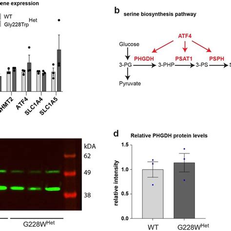 Relative Gene Expression A QPCR Showing Relative Gene Expression Of Download Scientific