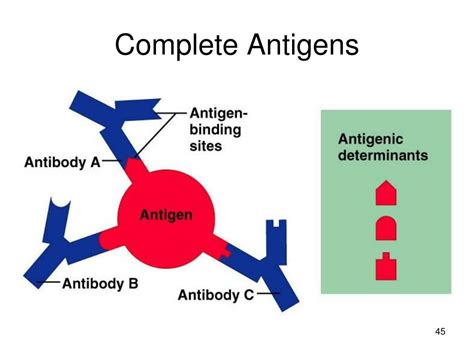 Ppt The Immune System Powerpoint Presentation Free Download Id6920207