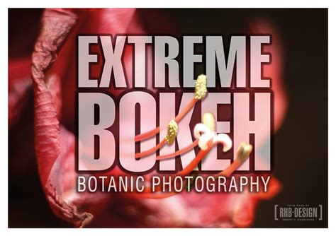 Amaryllis Extreme Bokeh On Behance