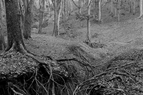 Erosion Forest The Tree Free Photo On Pixabay Pixabay