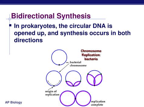 Dna Structure And Replication Ppt Download
