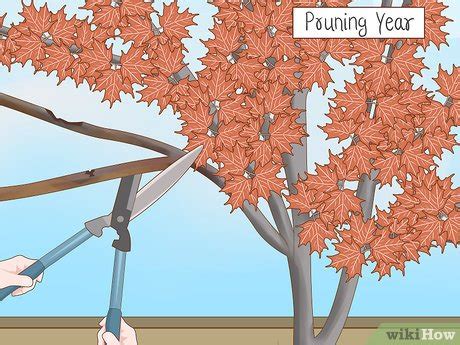 3 Ways To Trim Maple Trees WikiHow