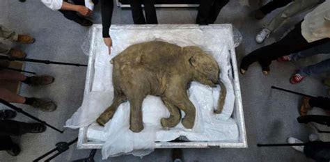 5 Million Year Old Woolly Mammoth Is Being Brought Back To Life