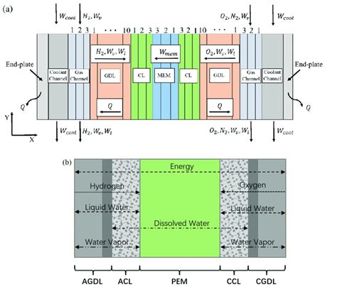 Schematic Of The Pemfc One Dimensional Model A And Computational