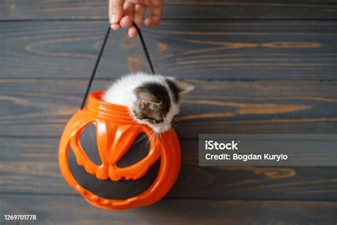 오렌지 트릭에 앉아 귀여운 키티 또는 검은 나무 배경에 양동이를 치료 손 들고 잭 O 등불 할로윈 호박 통 사랑스러운 새끼 고양이와 함께 즐거운 할로윈 보내세요 10월에