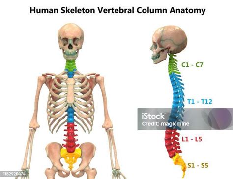 인간의 골격 시스템 해부학 전방 및 측면보기의 척추 기둥 옆 표면에 대한 스톡 사진 및 기타 이미지 옆 표면 척추 신체 부분 3차원 형태 Istock