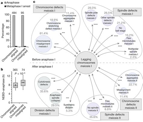 Factors Implicated In Chromosome Segregation Errors A B The